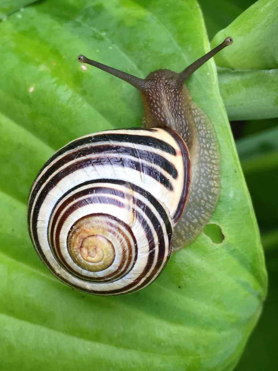 Article: Why Were Medieval Knights Always Fighting Snails? – Humanities ...
